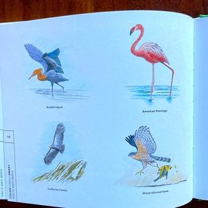 Art | Color Yourself Smart Birds Of North America Drawing Book | Poshmark